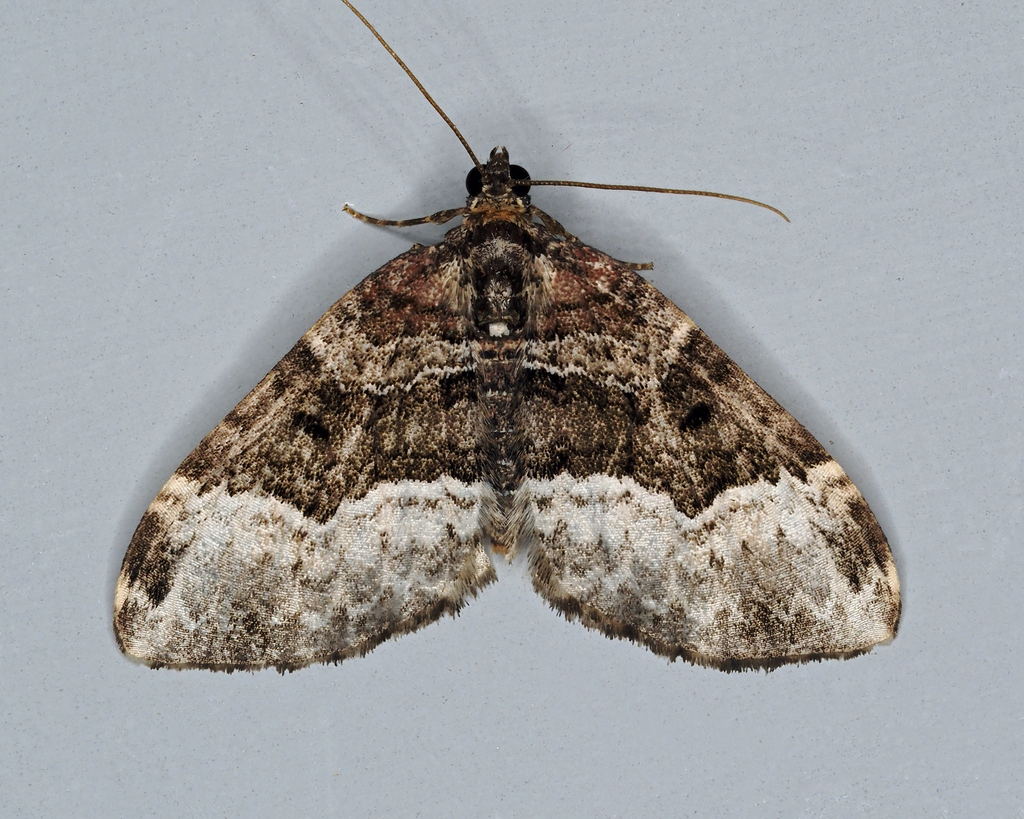 American Sharp-angled Carpet from Salem NH, USA on September 03, 2024 ...