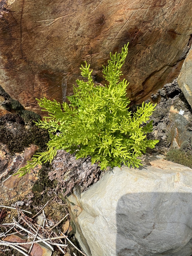 Cascade parsley fern from Snohomish County, WA, USA on September 2 ...