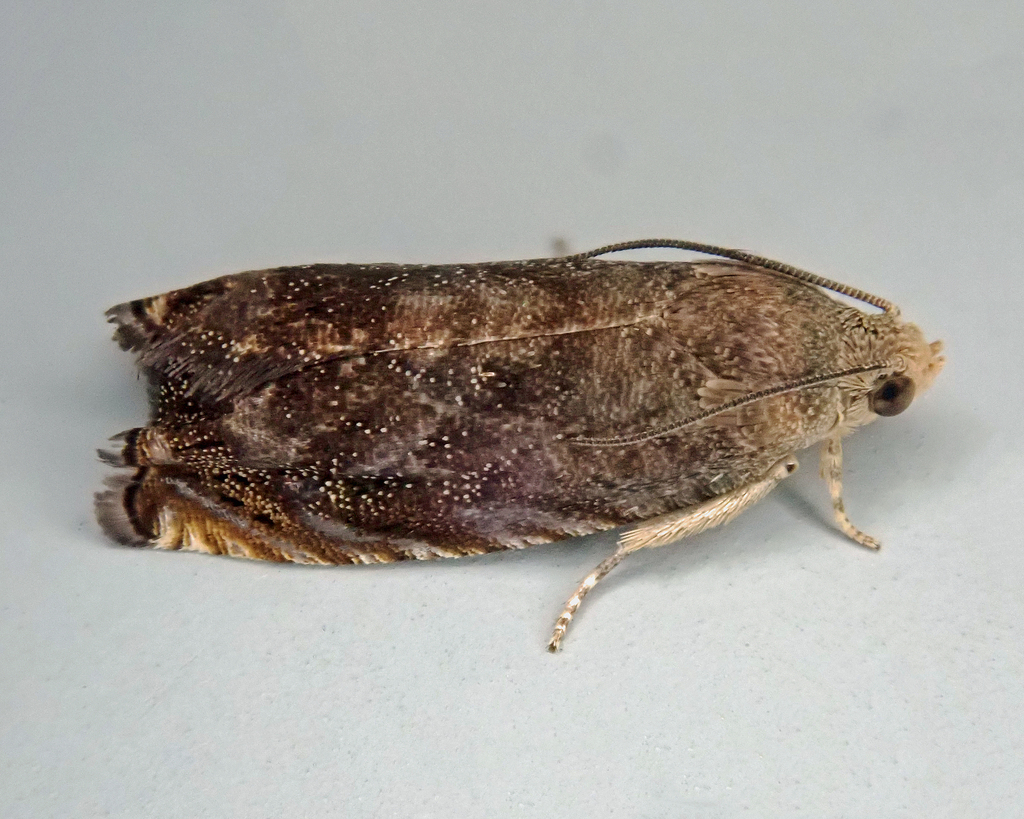 Hickory Shuckworm Moth from Salem, NH 03079, USA on September 3, 2024 ...