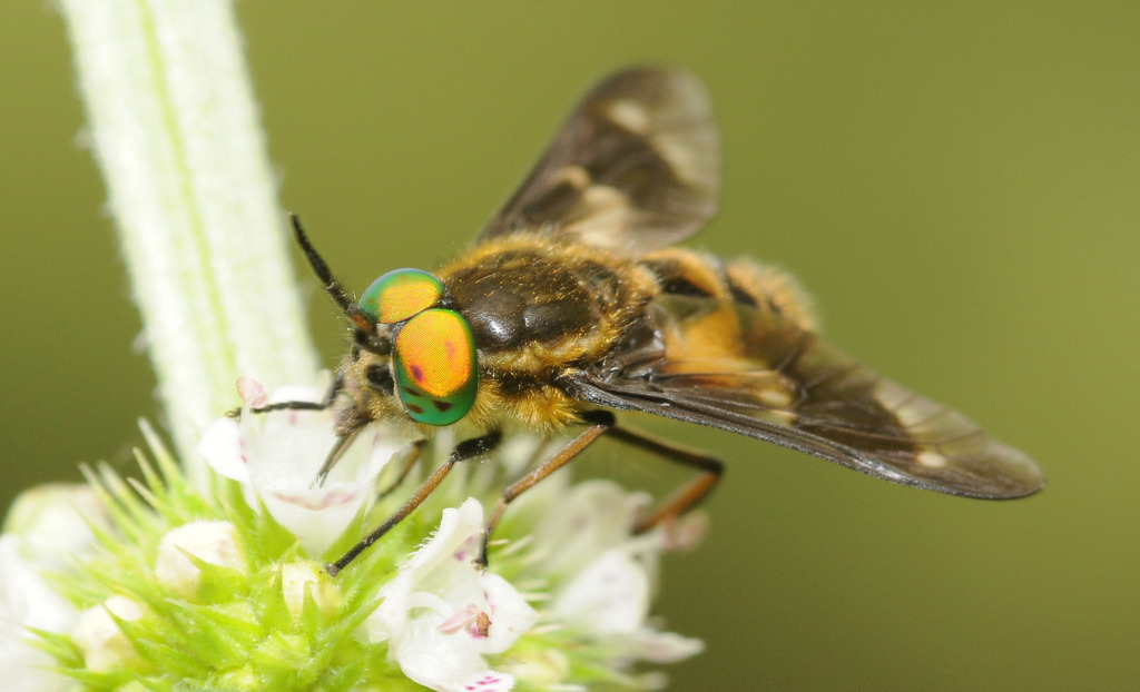 deer flies (Insects of the American River Parkway) · iNaturalist Mexico
