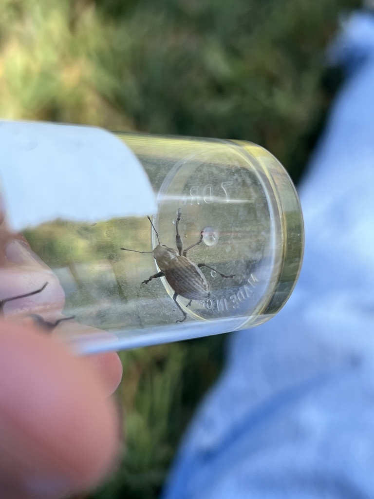 White-fringed weevil from UNC Asheville, Asheville, NC, US on August 27 ...