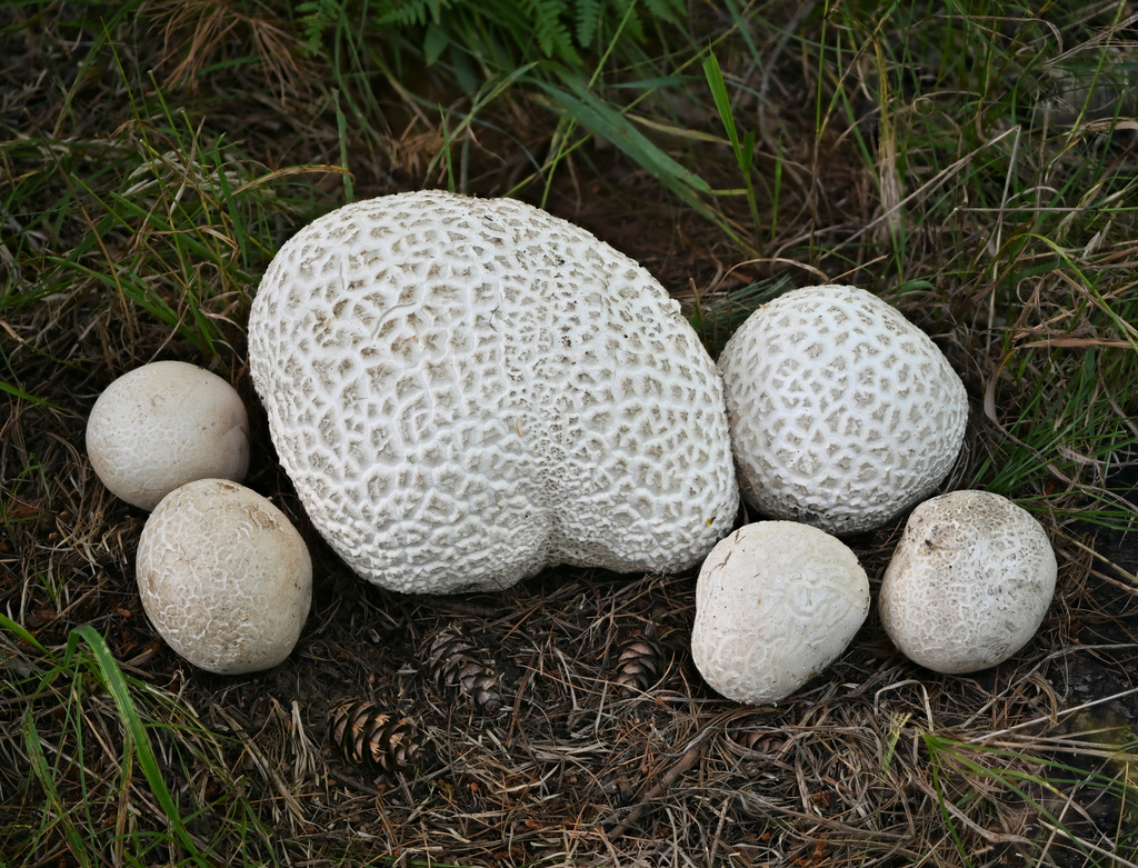 Western Giant Puffball from Flagstaff, AZ 86001, USA on September 02 ...