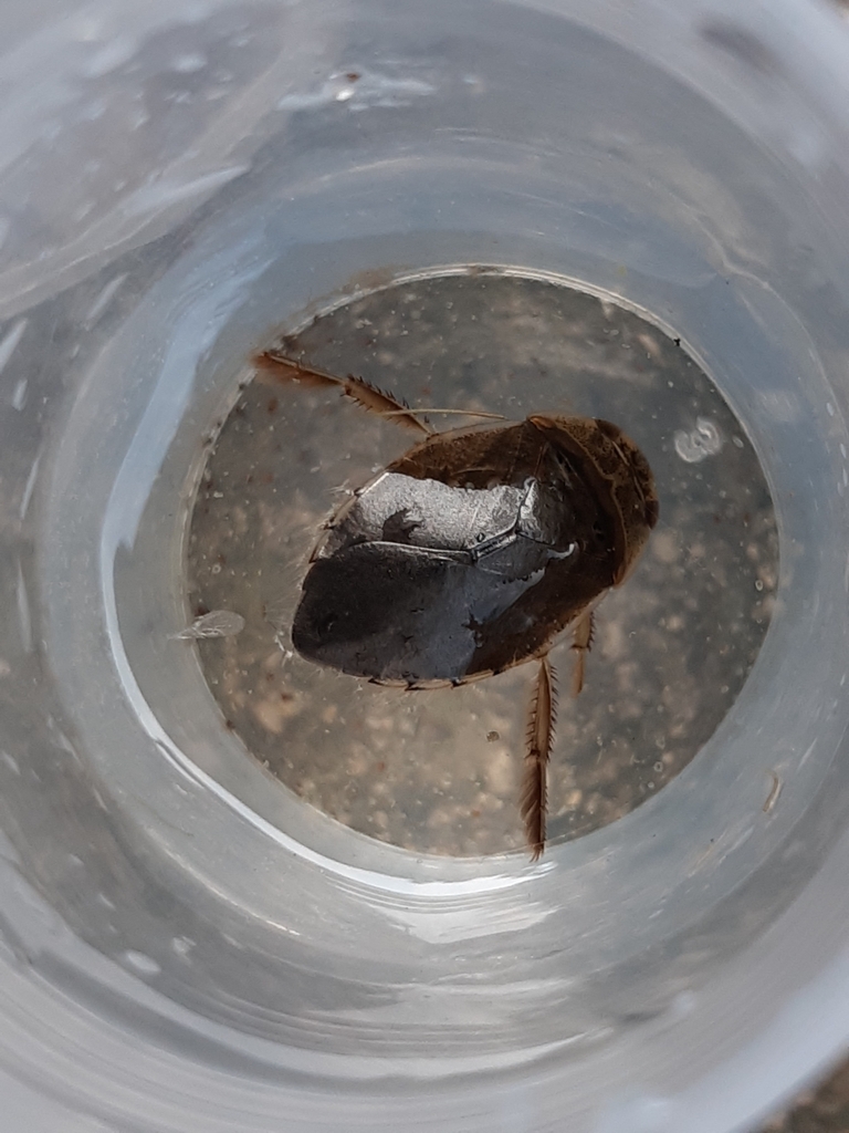 saucer bug from Zlatá Koruna 94, 381 01 Zlatá Koruna, Česko on ...