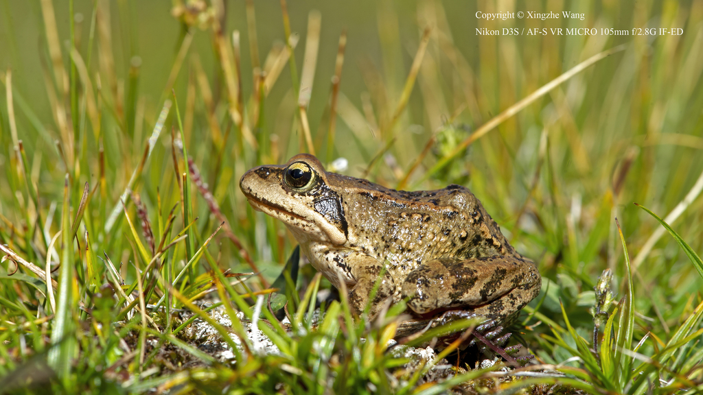 Plateau Brown Frog from 中国青海省海北藏族自治州祁连县 on August 16, 2024 at 09:00 AM ...