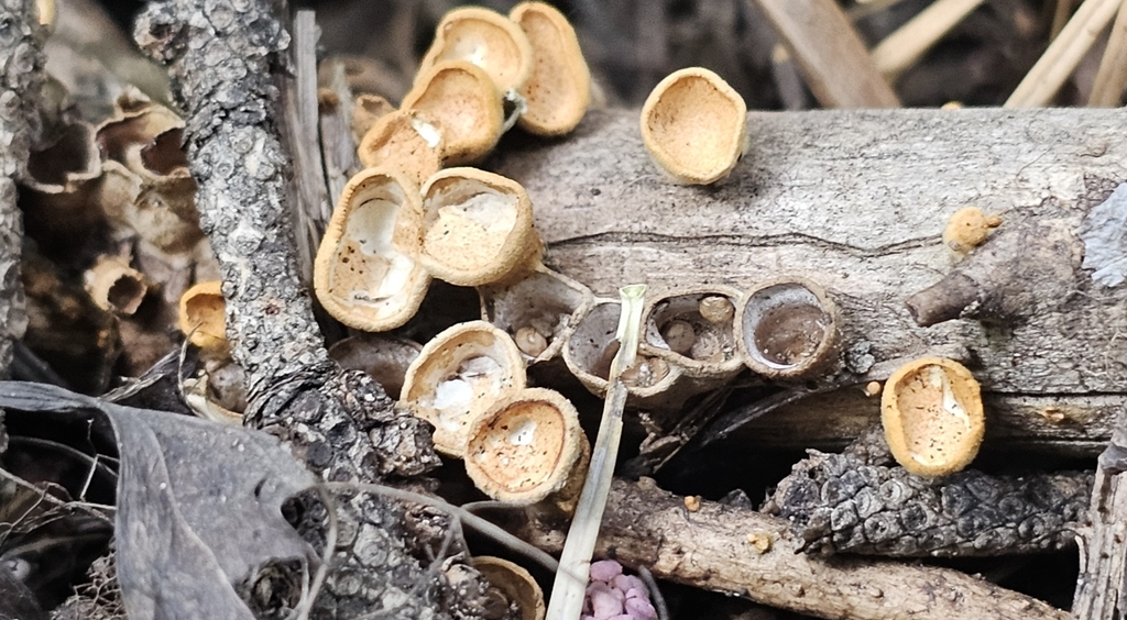 Crucibulum cyathiforme from Coconino County, US-AZ, US on September 2 ...