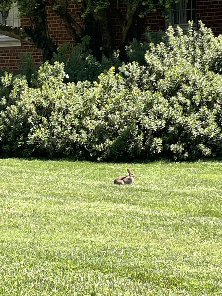 Eastern Cottontail from Longwood University, Farmville, VA, US on ...
