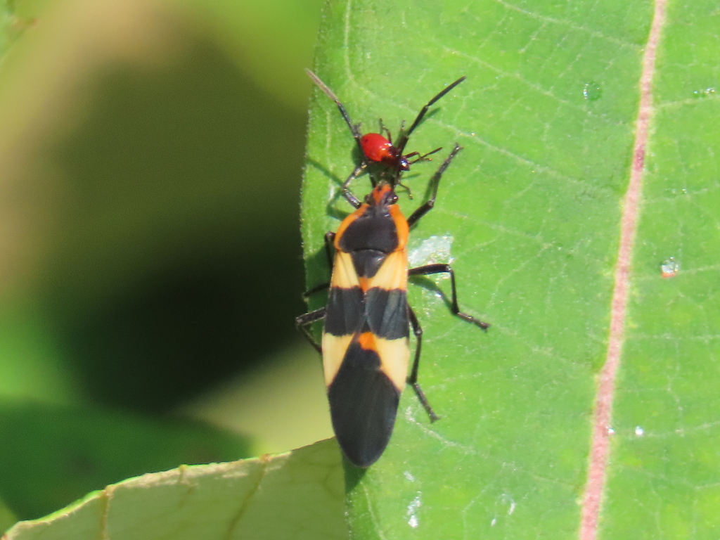 Large Milkweed Bug from Poquonock Bridge, Groton, CT 06340, USA on ...