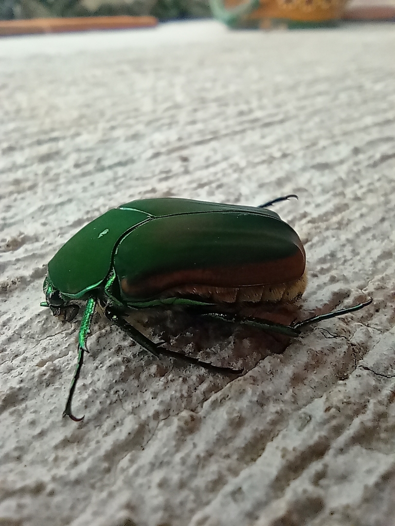 Figeater Beetle from 49228 Jal., México on June 23, 2024 at 11:37 AM by ...