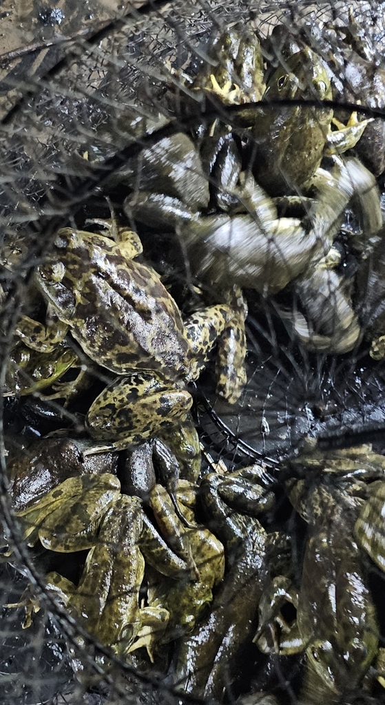 American Bullfrog from Smithland, TX 75657, USA on August 16, 2024 at ...