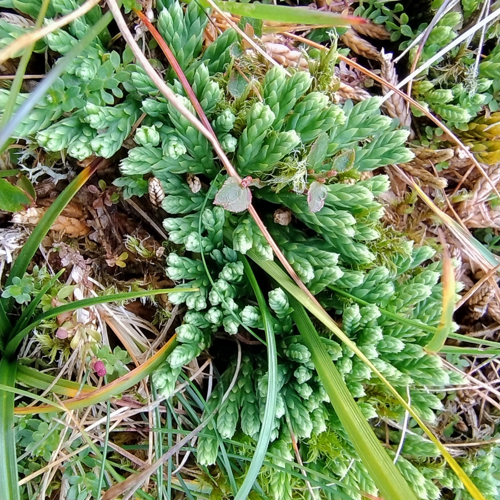 alpine clubmoss (Diphasiastrum alpinum) - Botanical Realm