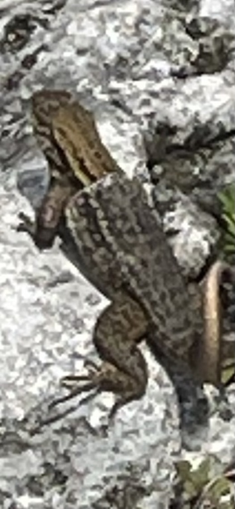Northern Curly-tailed Lizard from New Providence, Nassau, BS on August ...
