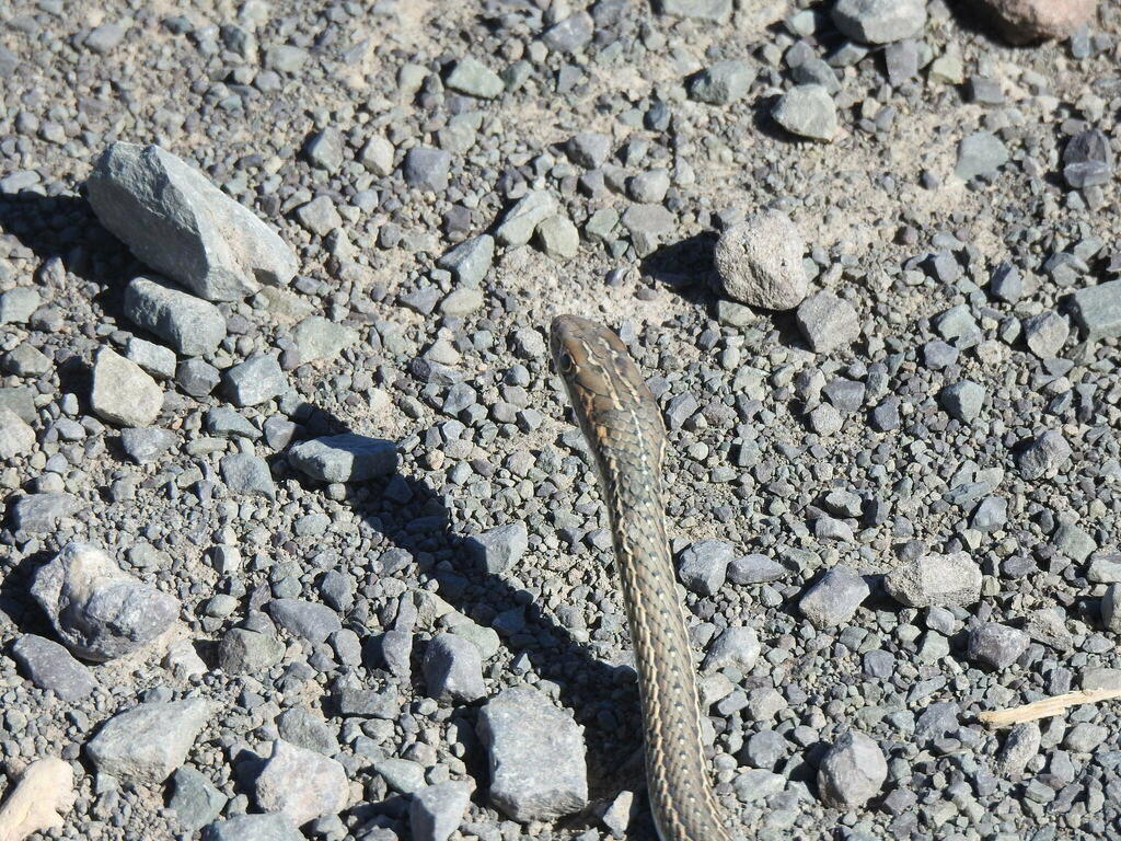 Cape Sand Snake from Central Karoo District Municipality, South Africa ...
