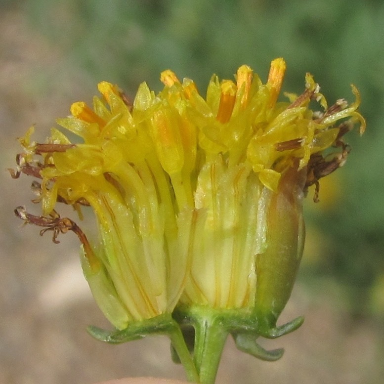 rayless greenthread (Plants of Chatfield State Park) · iNaturalist