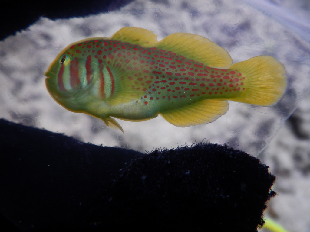 Blue-spotted Coral-goby from Lizard, Australia on February 21, 2020 at ...
