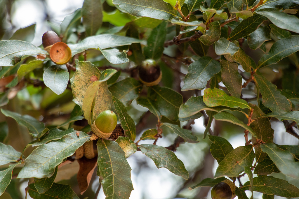 Sandpaper Oak from Casco Urbano, San Pedro Garza García, N.L., México ...