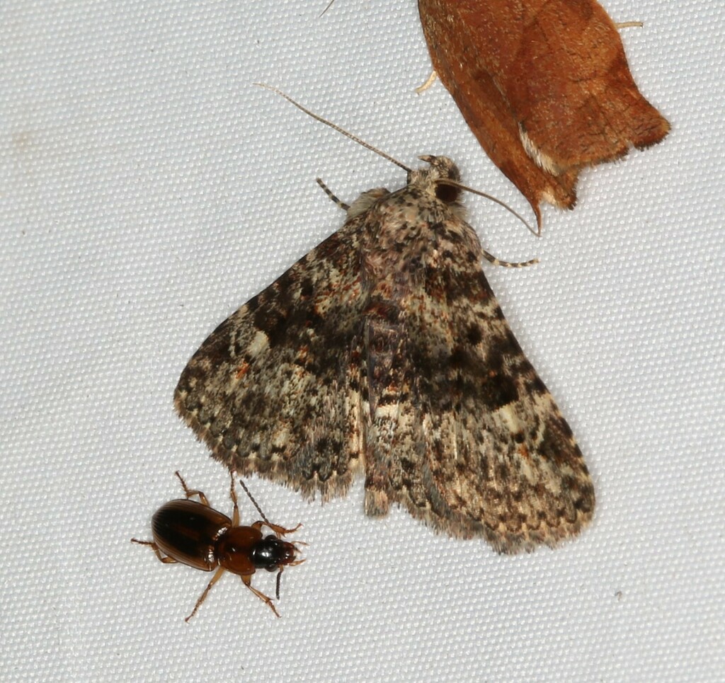 Common Fungus Moth from Outaouais, QC, Canada on July 4, 2024 at 10:37 ...