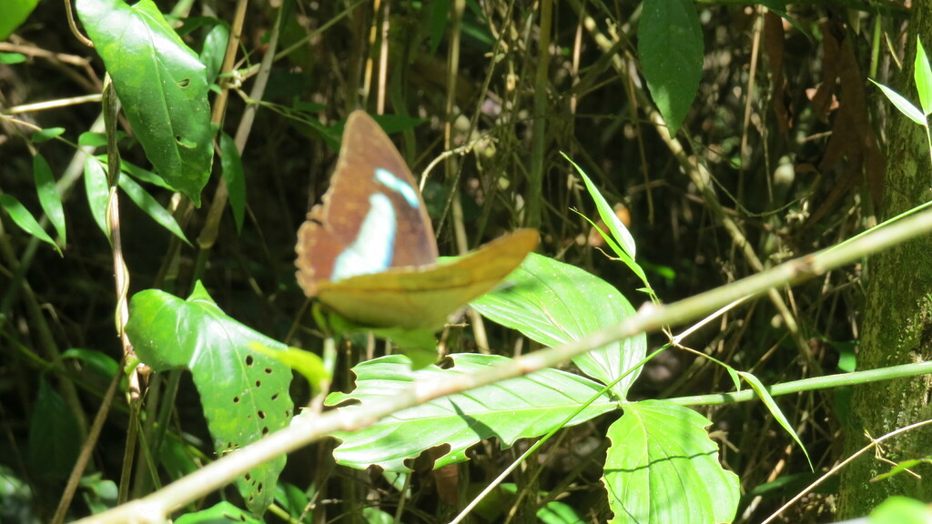 One-spotted Prepona from Cerro Gaital, El Valle de Antón, Provincia de ...