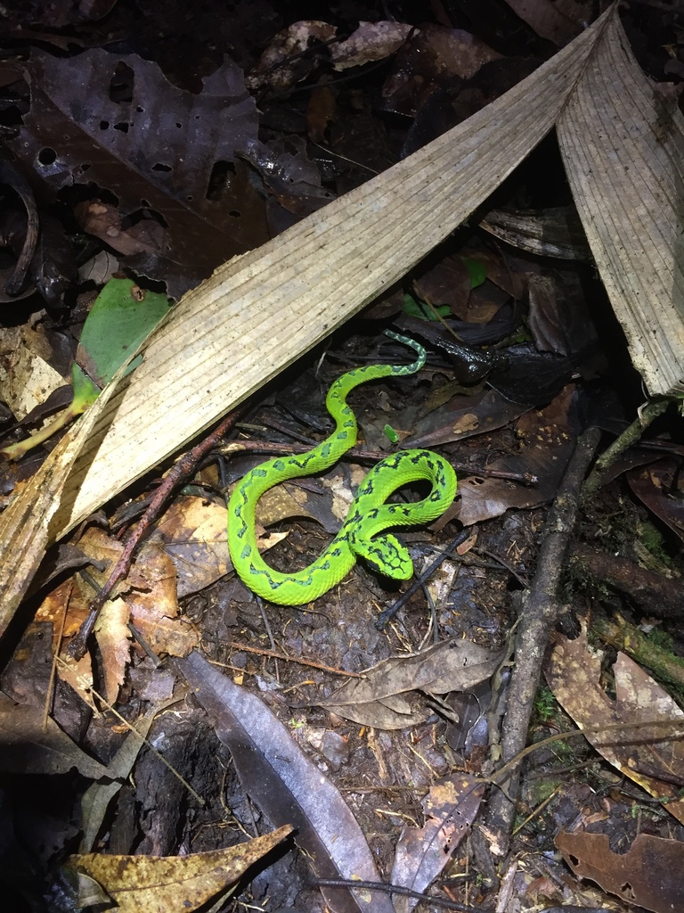 Yellow-blotched Palm Pit Viper in June 2019 by Saunders Drukker ...
