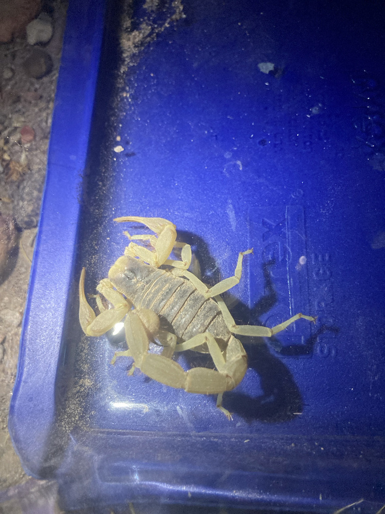 Iurida from Nye County, NV, USA on August 29, 2024 at 10:46 PM by ...