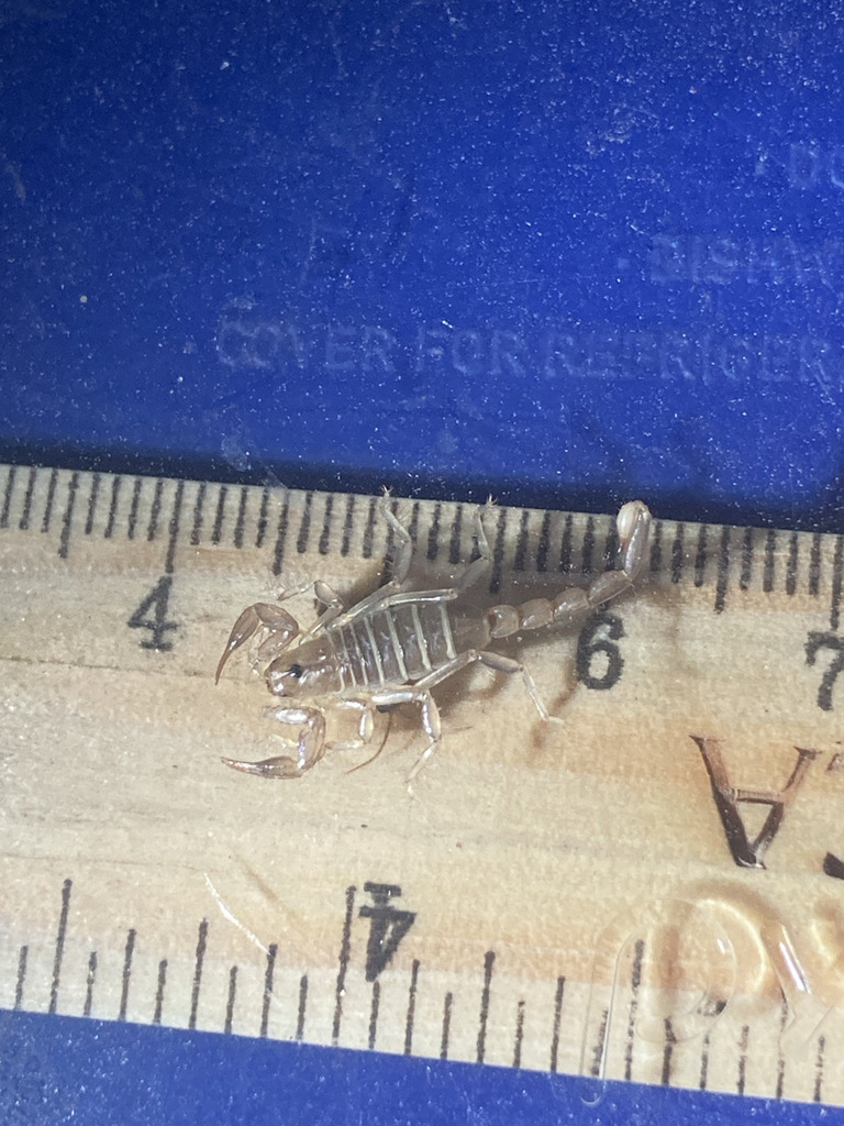 Devil Scorpions from Nye County, NV, USA on August 29, 2024 at 10:29 PM ...