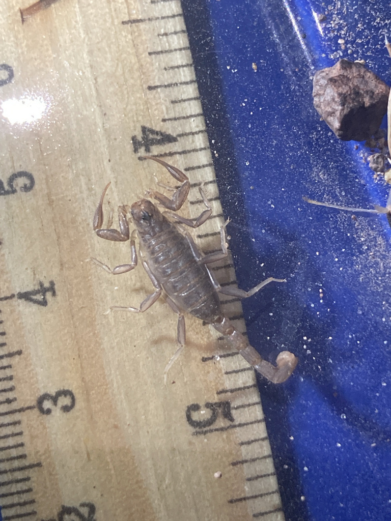 Devil Scorpions from Nye County, NV, USA on August 29, 2024 at 10:14 PM ...