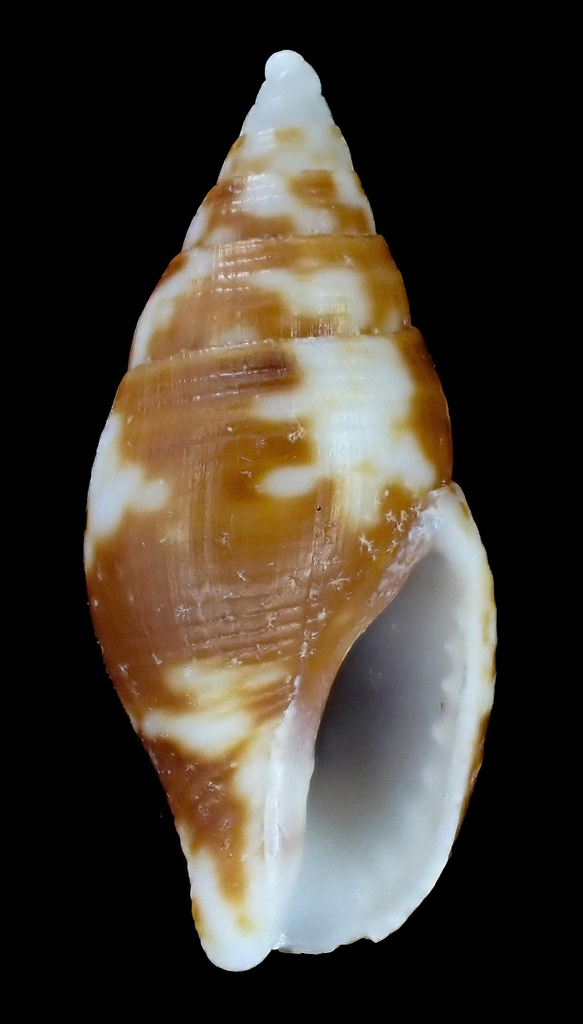 Dove Snails from Lord Howe Island NSW 2898, Australia on April 18, 2012 ...