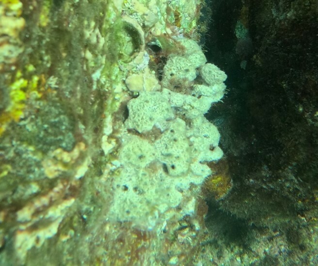 Blue Tube Sponge from Acapulco de Juárez, MX-GR, MX on September 3 ...