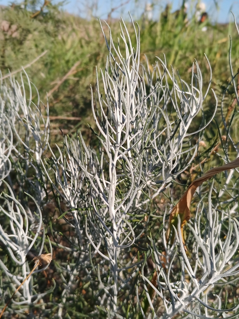 threadleaf groundsel in August 2024 by Mauricio Alejandro Montes Ojeda ...