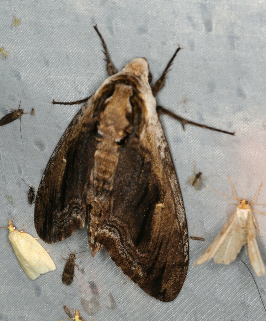 Elm Sphinx from Outaouais, QC, Canada on July 4, 2024 at 11:29 PM by ...