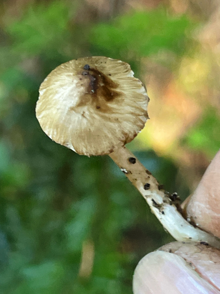 Inocybe fuscodisca in September 2024 by ym_wang_pnw · iNaturalist