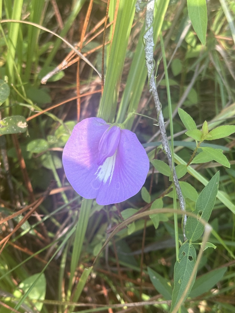 butterfly pea from Colt Creek State Park, Lakeland, FL, US on August 27 ...