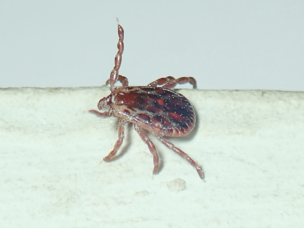 American Dog Tick from High Park North, Toronto, ON, Canada on June 11 ...