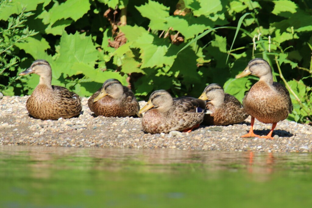 Mallard from Kent, CT, USA on August 11, 2024 at 04:56 PM by momixer ...