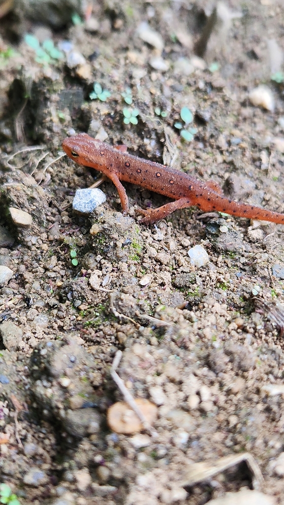 Eastern Newt from Madbury, NH 03823, USA on September 03, 2024 at 04:27 ...