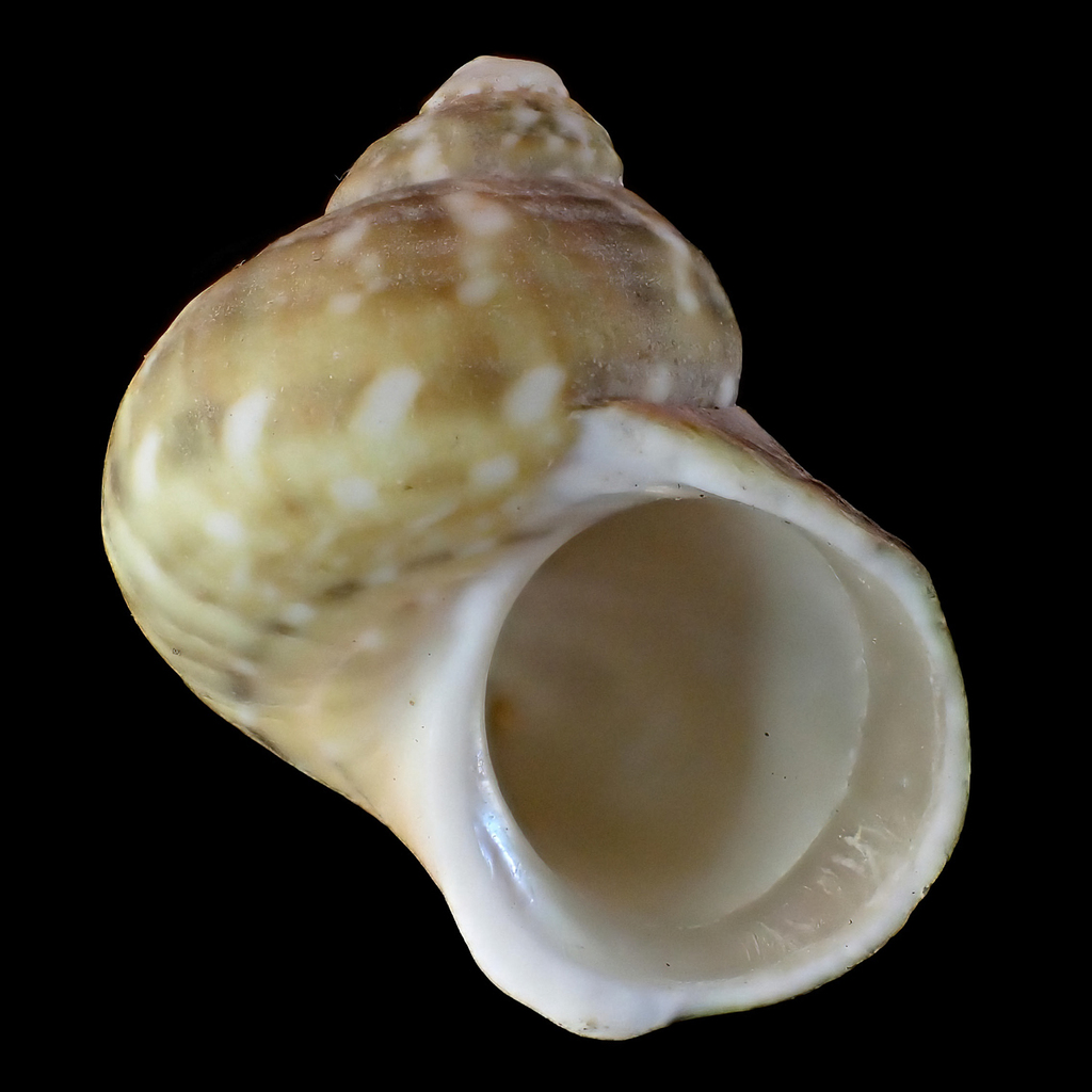 Onion Turban Shell from Middle Beach, Lord Howe Island on April 16 ...