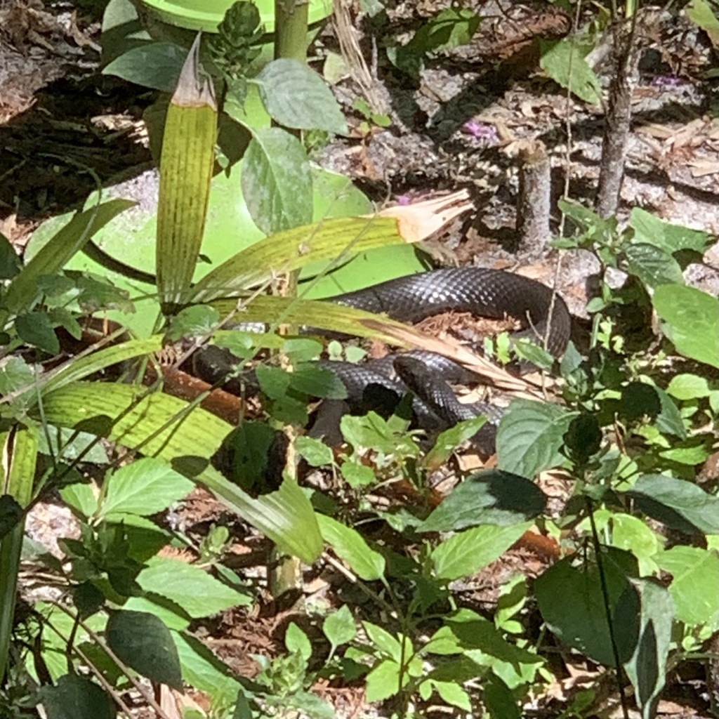North American Racer from ZooTampa at Lowry Park, Tampa, FL, US on ...