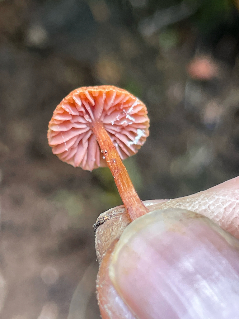 willow deceiver in September 2024 by ym_wang_pnw · iNaturalist