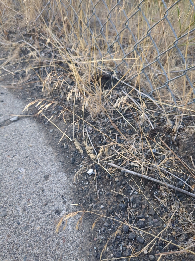 Cheatgrass from Maiden and Spaulding, North bound, Pullman, WA 99163 ...
