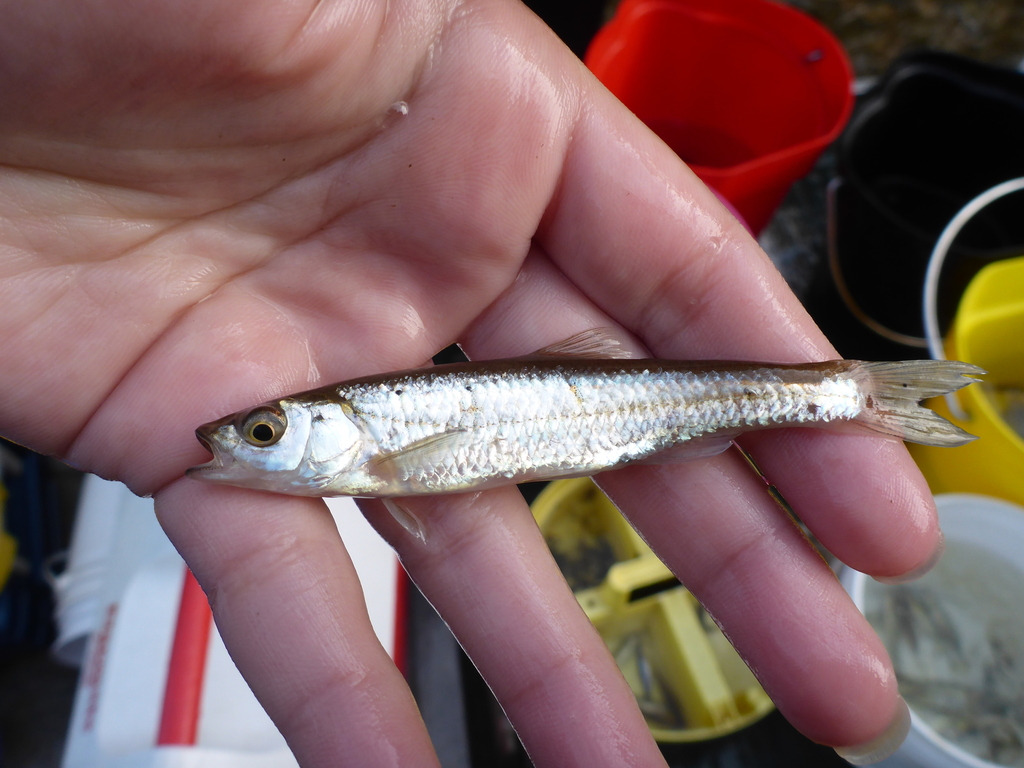 North American Minnows in August 2024 by Matthew Kvam. Another carmine ...