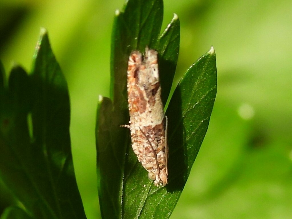 Cotton Tipworm Moth from Coomba Park NSW 2428, Australia on September 4 ...
