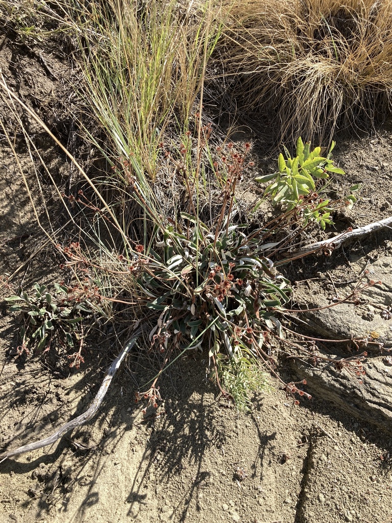 alpine golden buckwheat from Rocky View, AB, Canada on September 1 ...