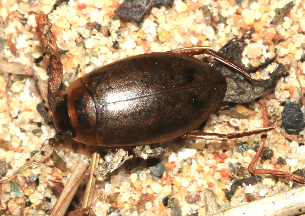 Rhantus from Outaouais, QC, Canada on August 15, 2024 at 10:46 PM by ...