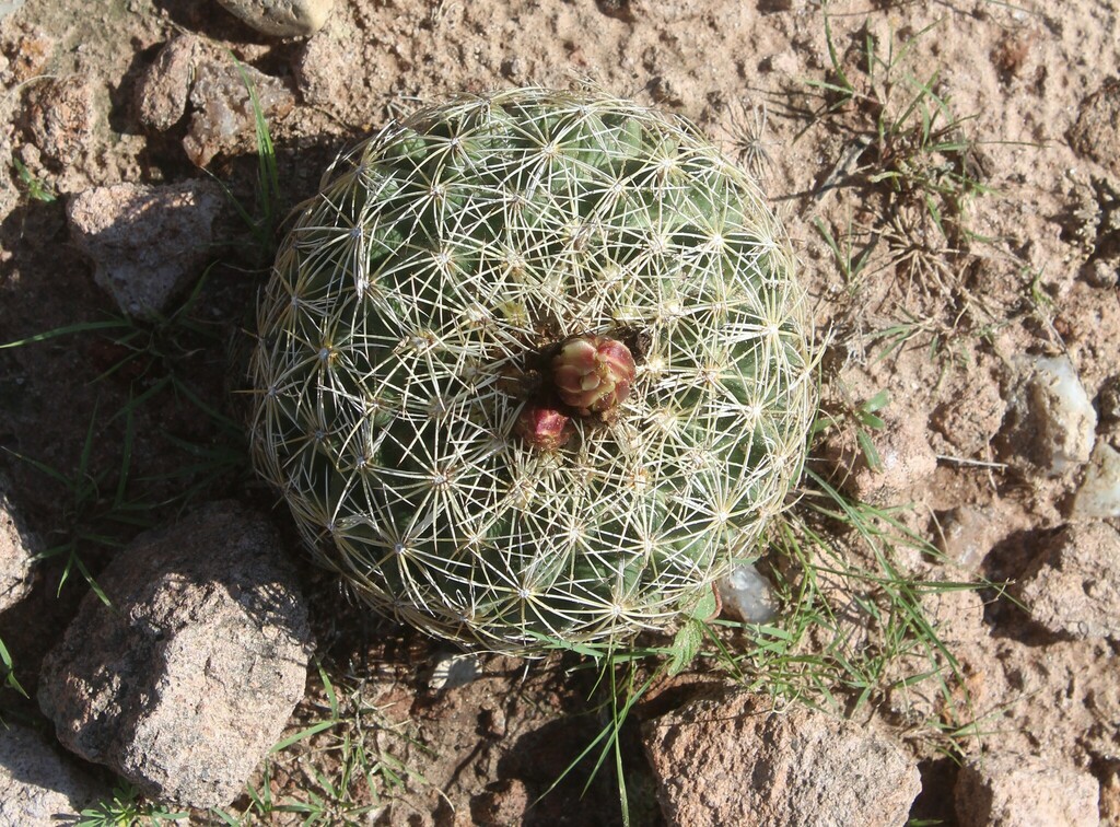 Coryphantha compacta from Rosario, Chih., México on August 9, 2024 by ...