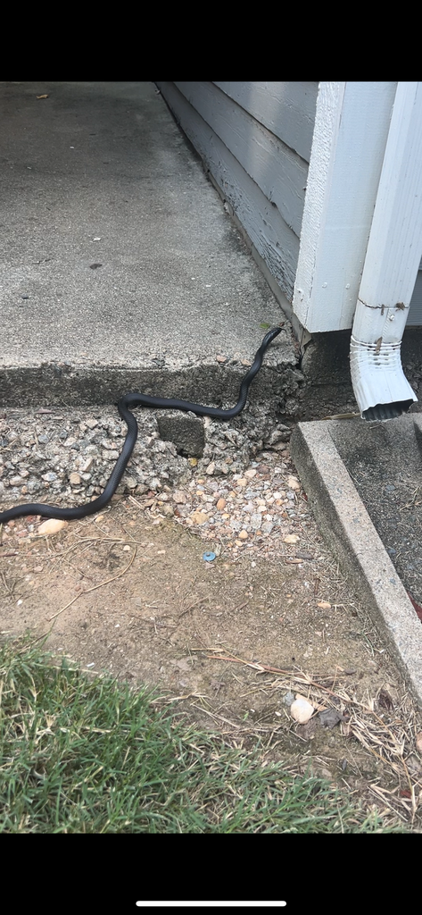 Colubrine Snakes in August 2024 by dkand · iNaturalist