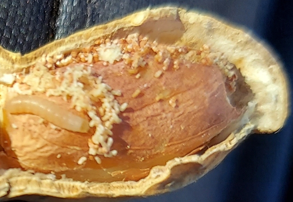 Indian-Meal Moth from Ivey Ranch / Rancho Del Oro, Oceanside, CA, USA ...