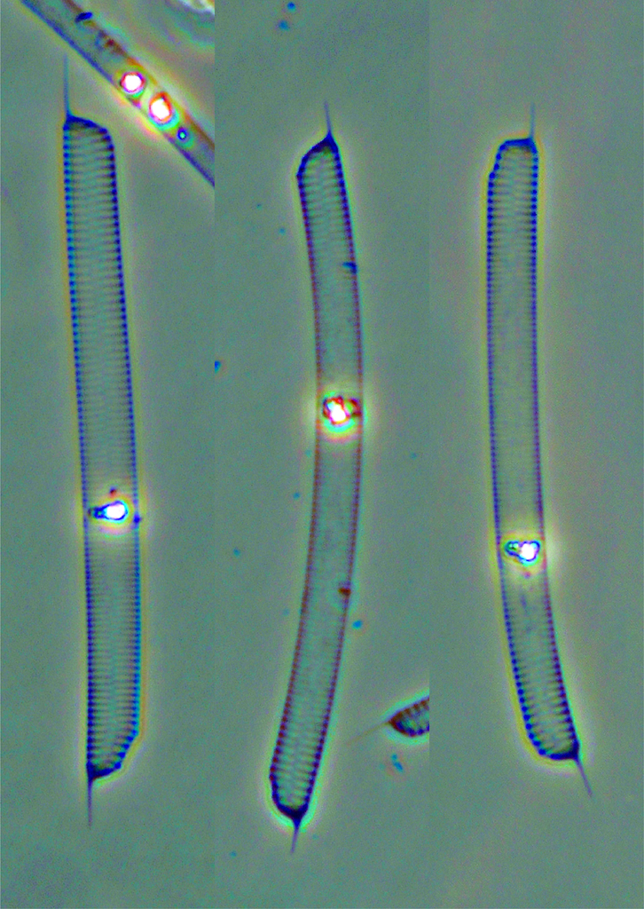 Urosolenia brevispinosa from Blue Lake/Karboora, North Stradbroke ...
