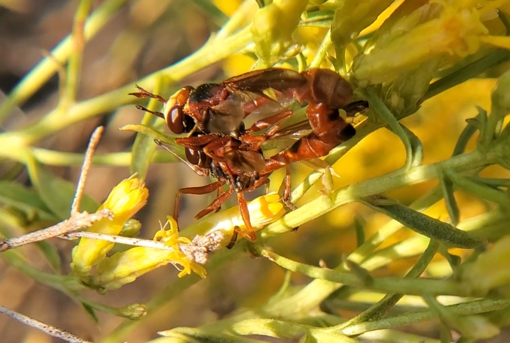 Physocephala texana from Spokane County, WA, USA on September 3, 2024 ...