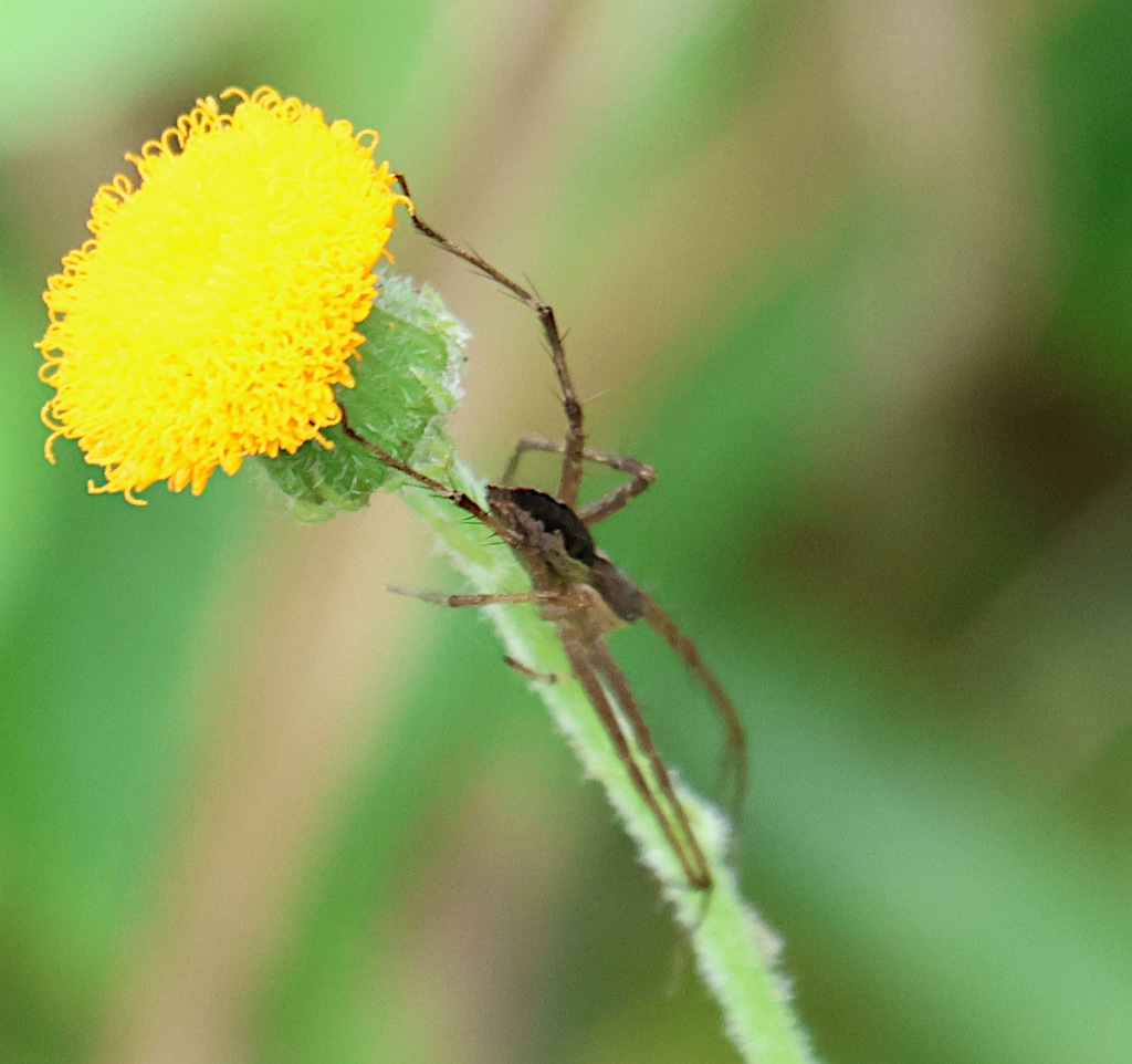 Nursery Web Spiders from Bigodi Swamp, Kamwenge, Uganda on July 21 ...