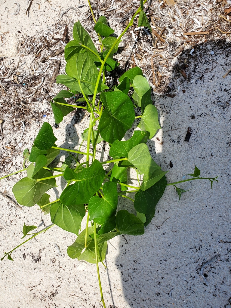 beach moonflower in June 2019 by Ben Machado · iNaturalist