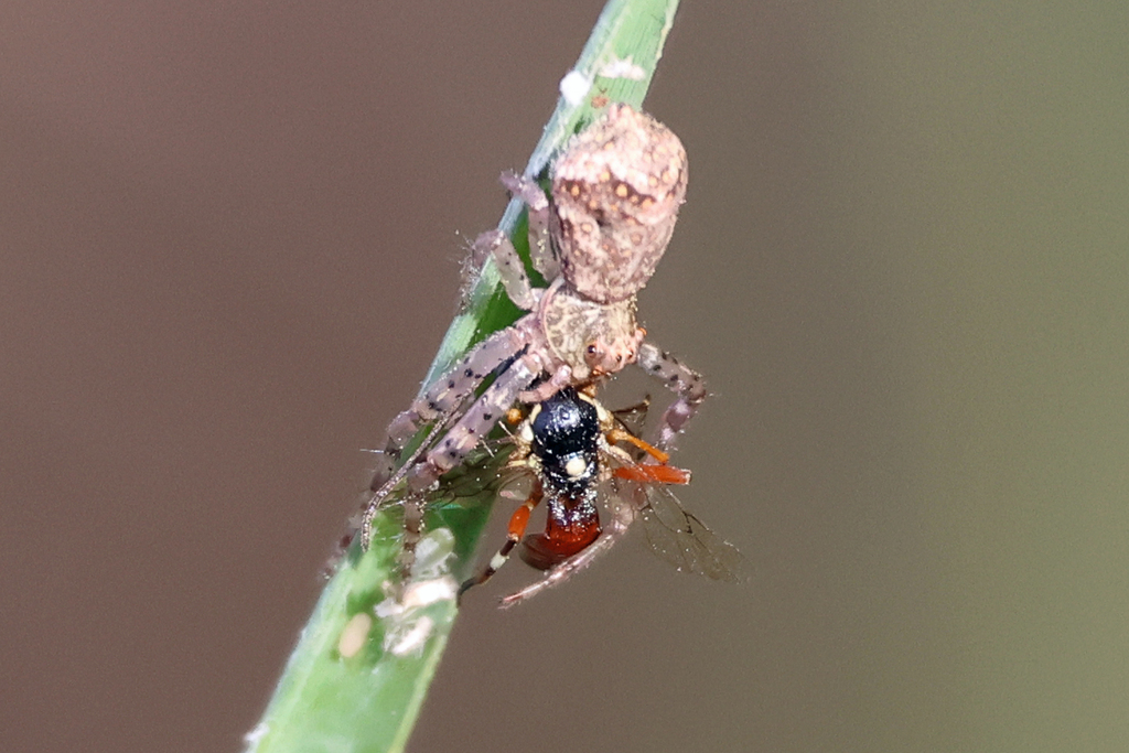 Octopus Spiders from Maroochydore QLD 4558, Australia on September 4 ...